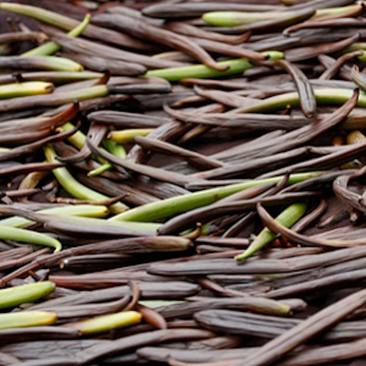 Vanilla Curing | Perfumer & Flavorist