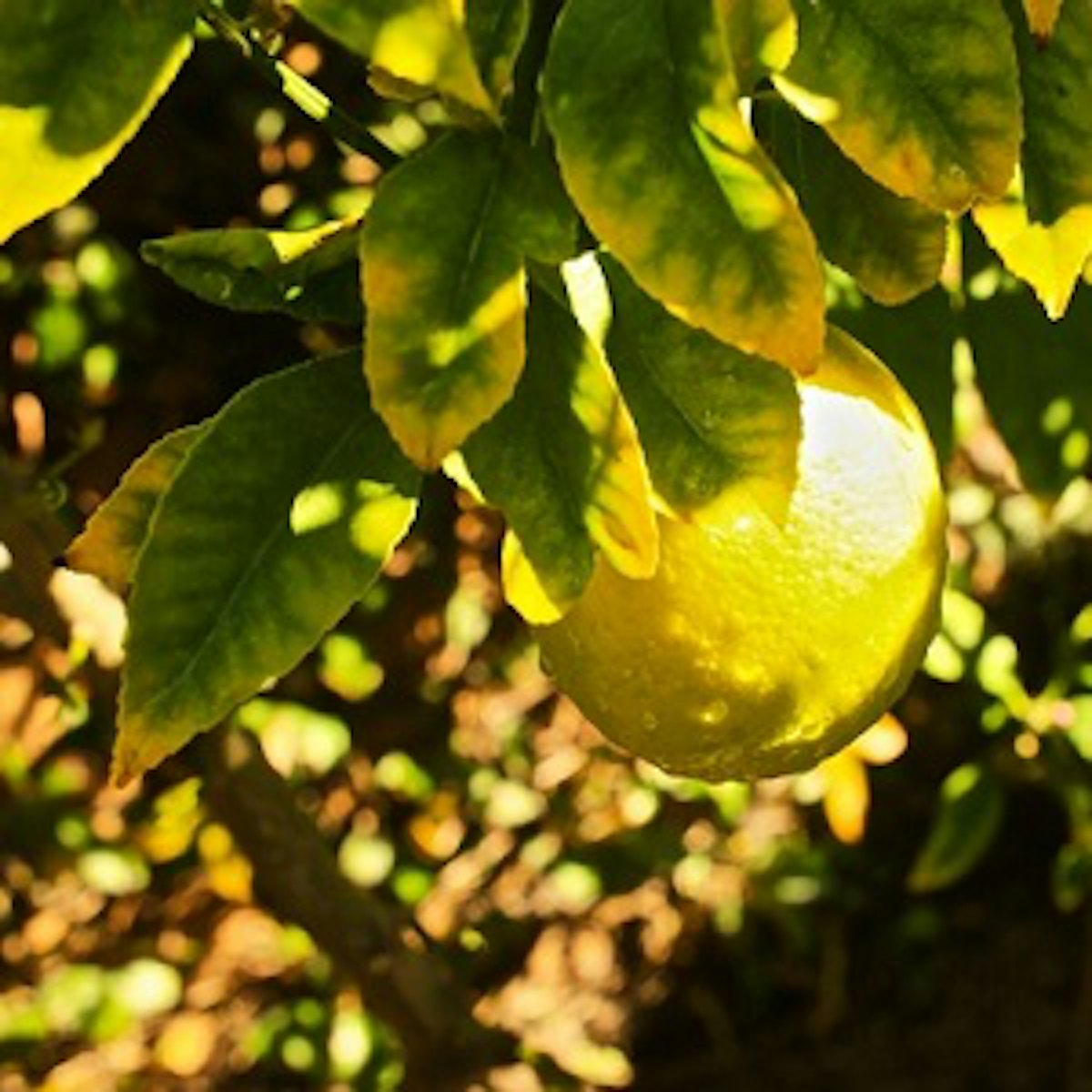 meyer lemon origin
