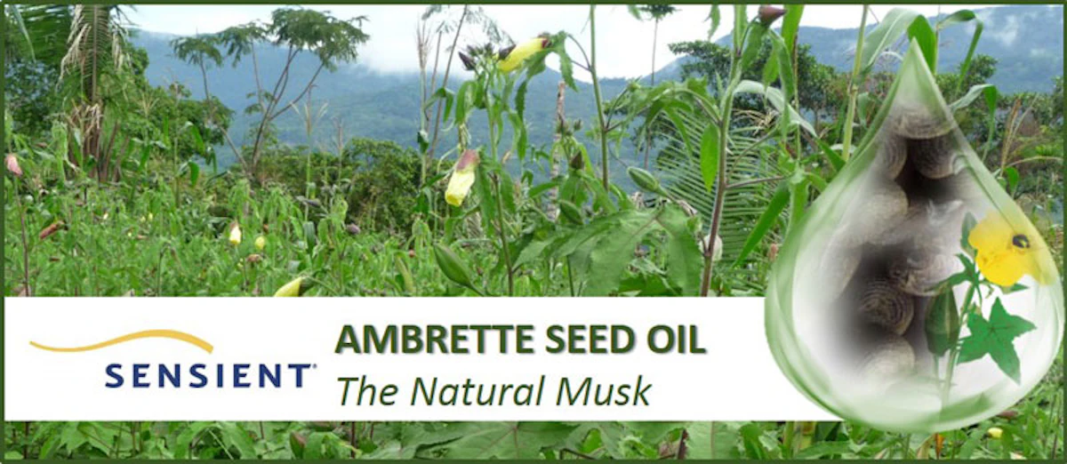 Discover Sensient´s Ambrette Seed Oil | Perfumer & Flavorist