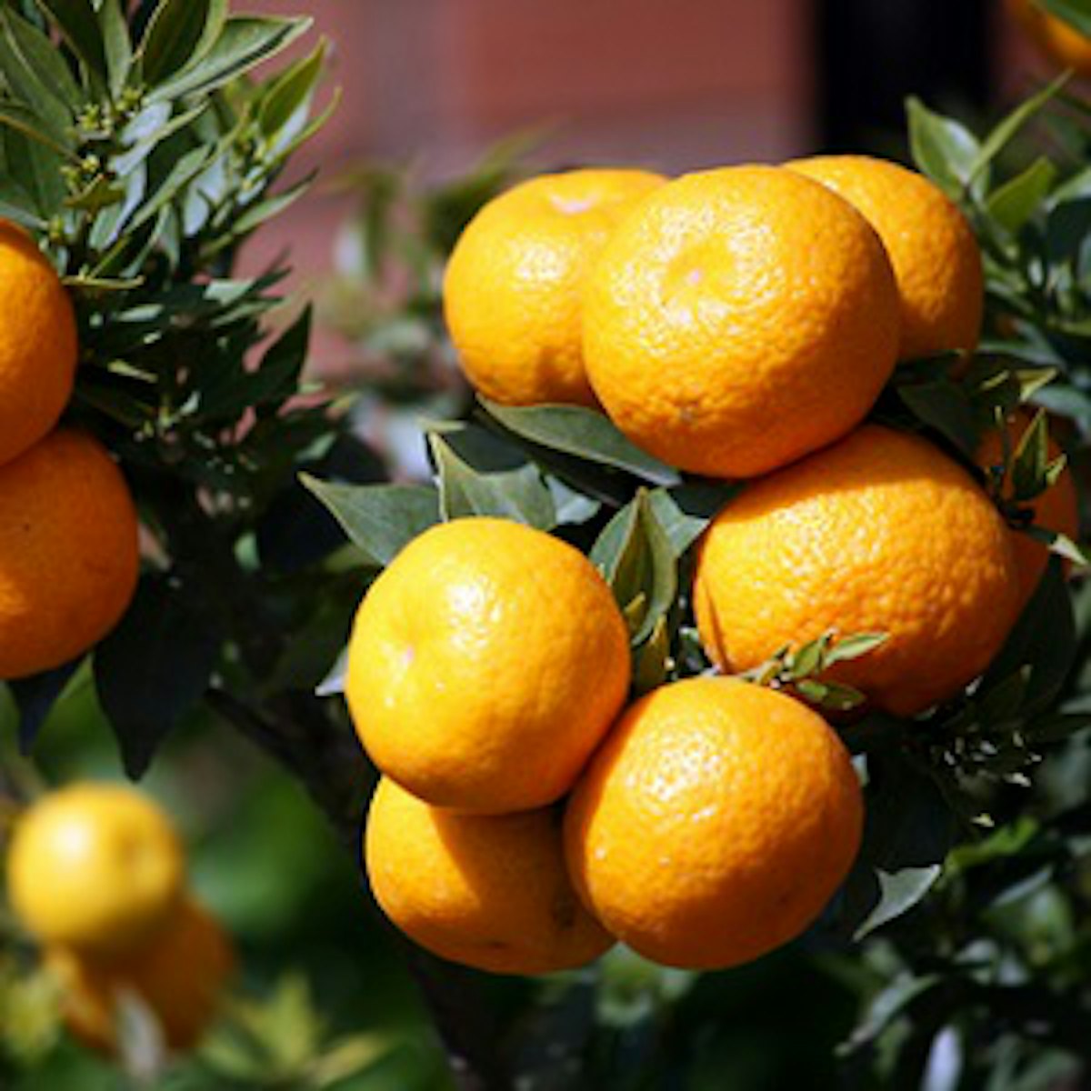 Citrus materials: Composition of Myrtle Leaf Orange | Perfumer & Flavorist