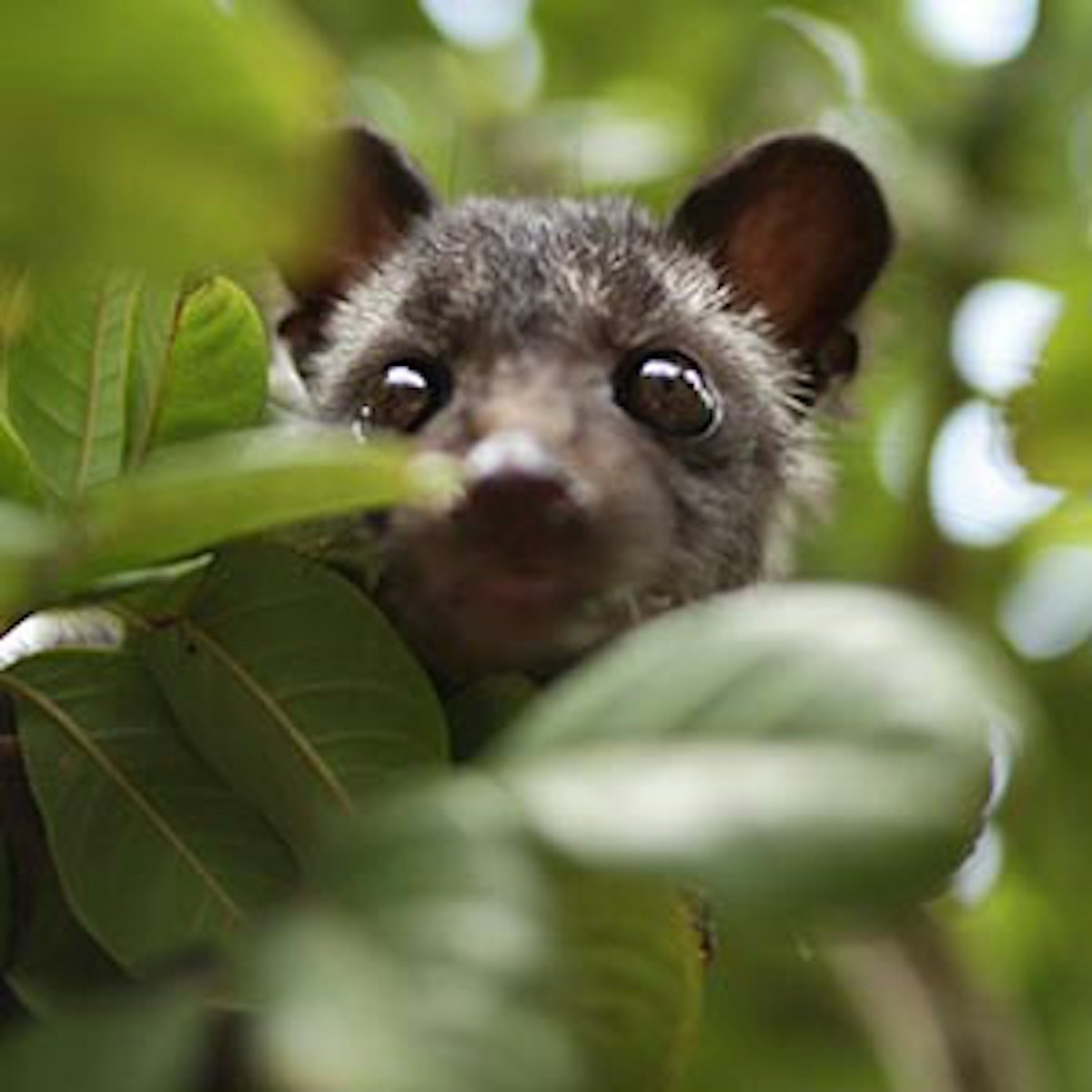 civet smell