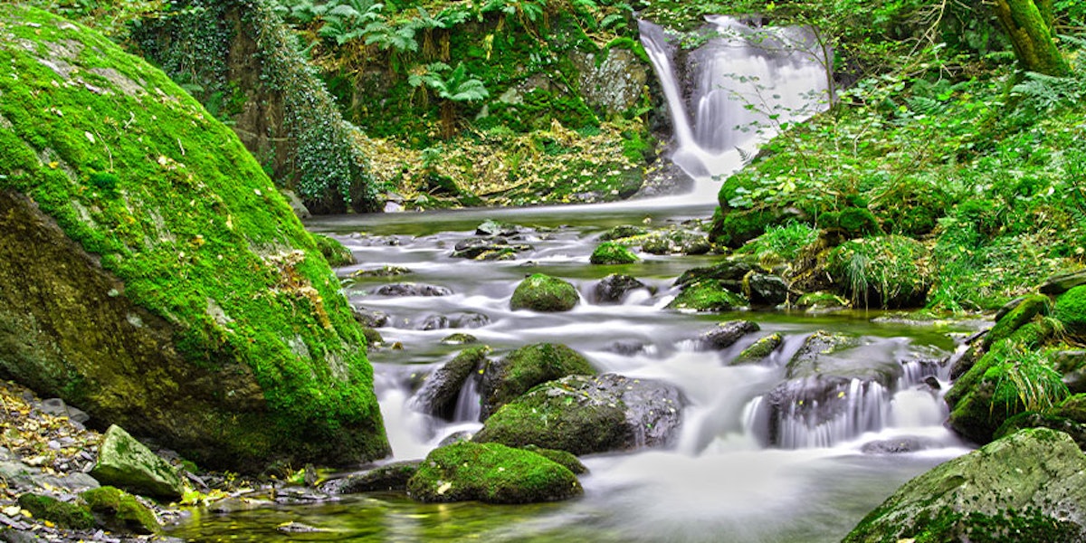 Firmenich Earns CDP Triple A Listing | Perfumer & Flavorist