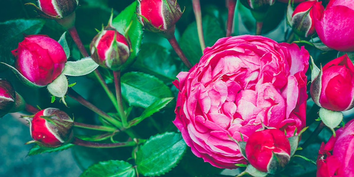 Mane’s Local Flower Extracts Granted Absolue Pays de Grasse | Perfumer ...