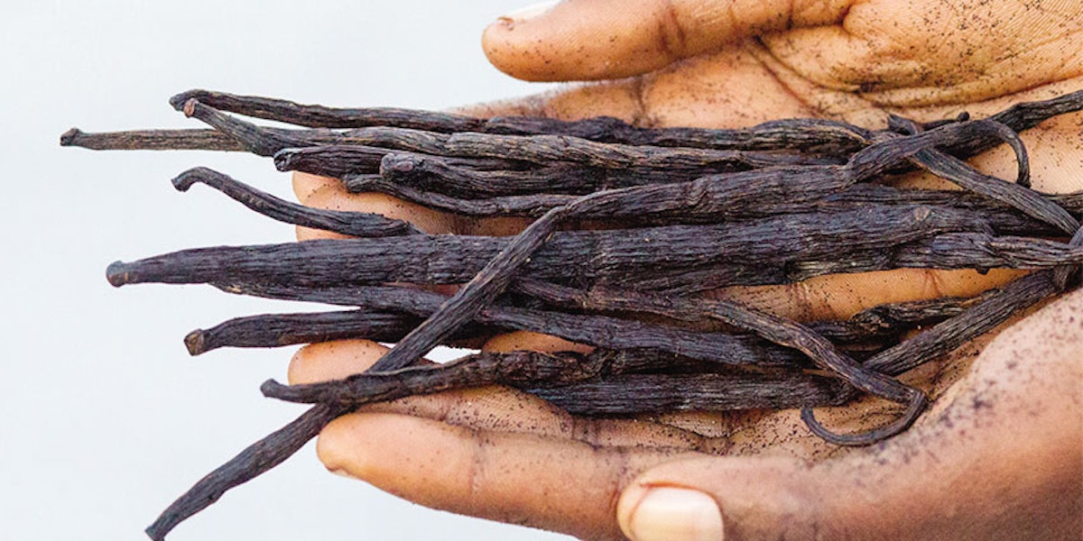 Mane's Vanilla Oil Pure Jungle Essence M_0065402 | Perfumer & Flavorist