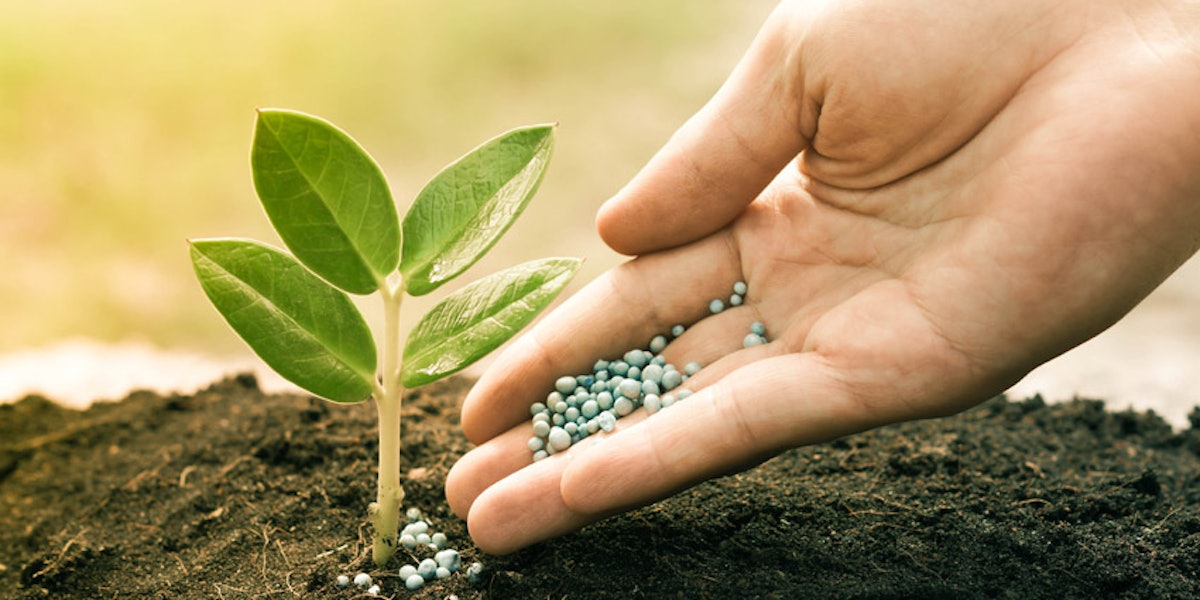 Bedoukian Research Partners with One Tree Planted | Perfumer & Flavorist