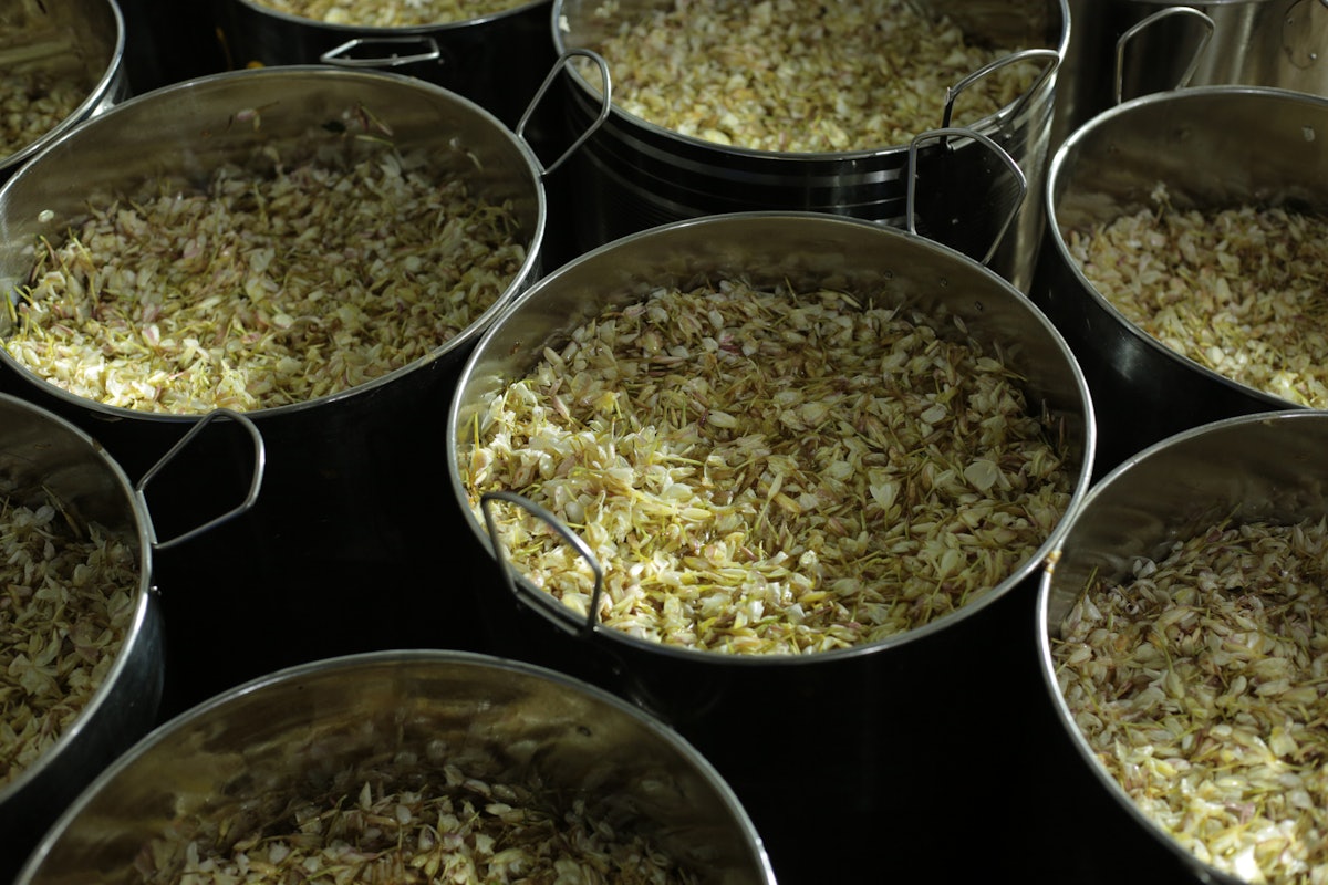 Fragrance extraction with Mane | Perfumer & Flavorist