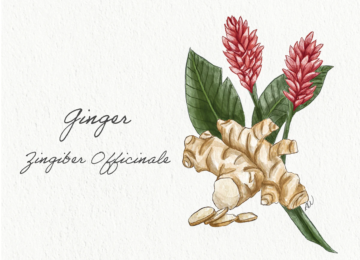 Lionel Hitchen's HiPer Ginger | Perfumer & Flavorist