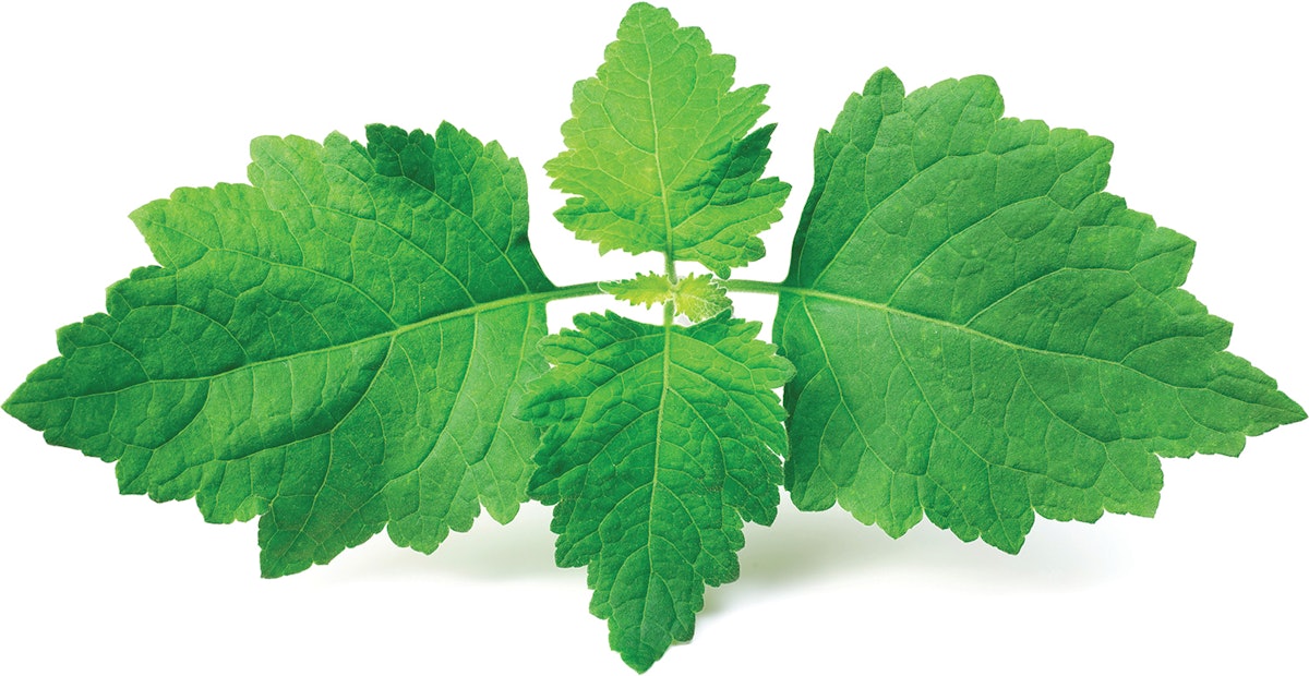 Indesso's Green Patchouli Absolute | Perfumer & Flavorist