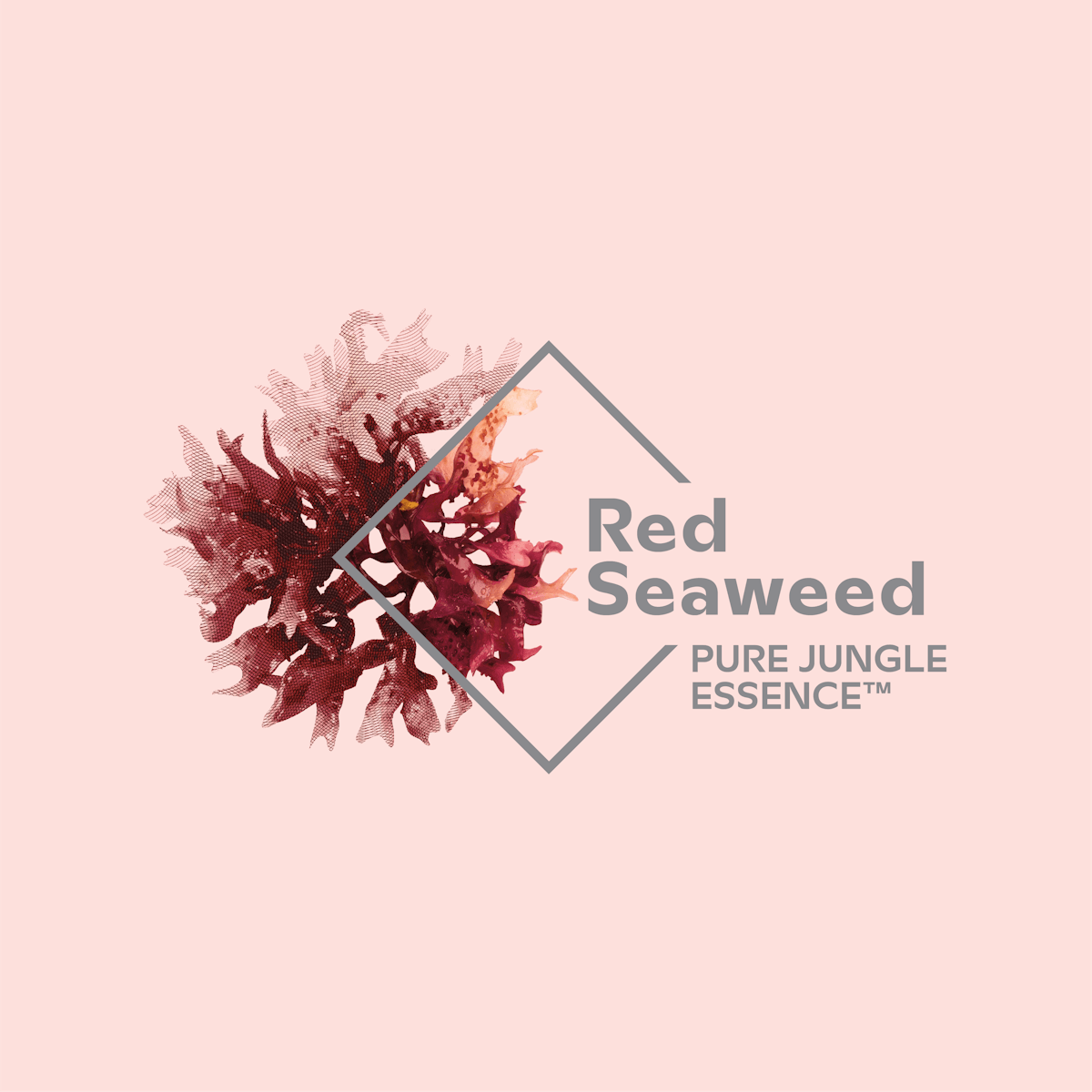 Mane's Red Seaweed Pure Jungle Essence m_0057500 | Perfumer & Flavorist