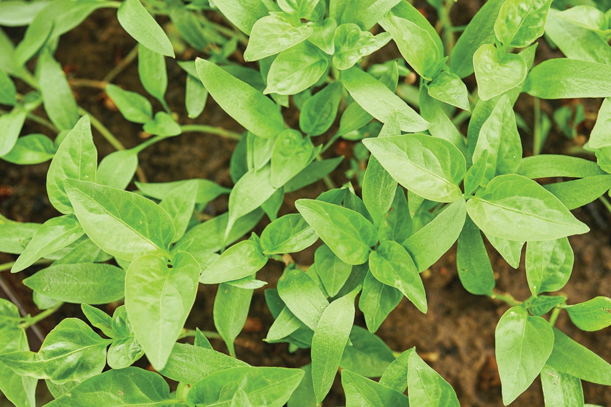 Berjé Inc.'s Pimento Leaf Oil | Perfumer & Flavorist