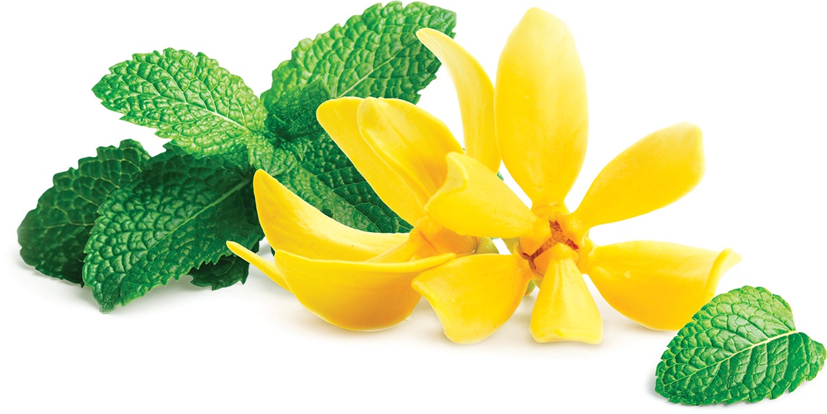 Isobionics' Natural Germacrene D 85 | Perfumer & Flavorist