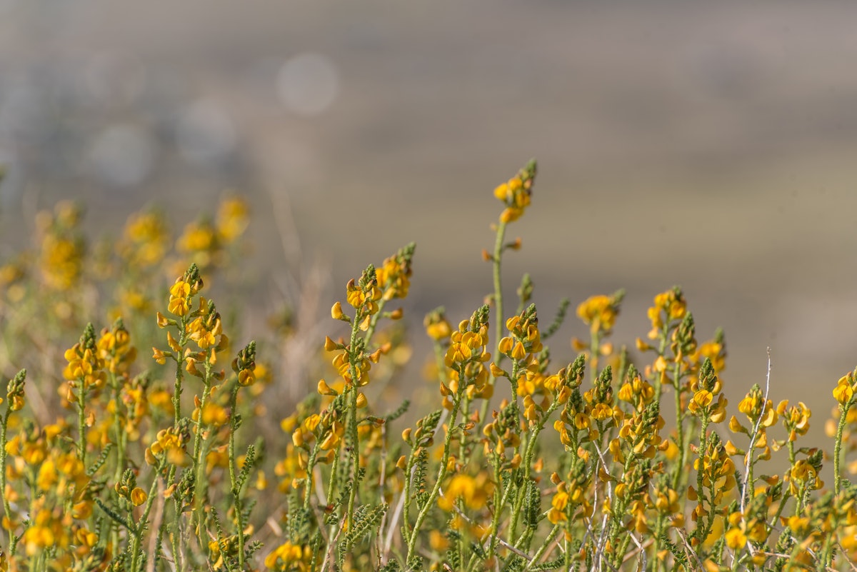 Inside Paramela Essential Oil: Perfumery Usage, Chromatographic Profile ...