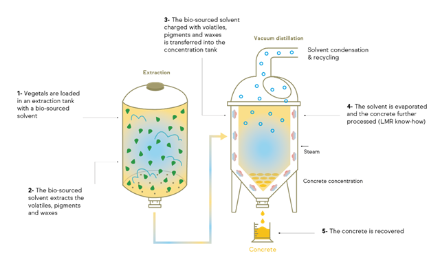 Jasmine Absolute With Antioxidant Compounds—Thanks To Renewable Solvent ...