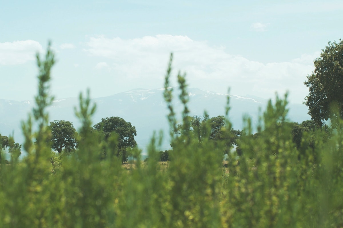 Zalabí Joins Union for Ethical BioTrade | Perfumer & Flavorist