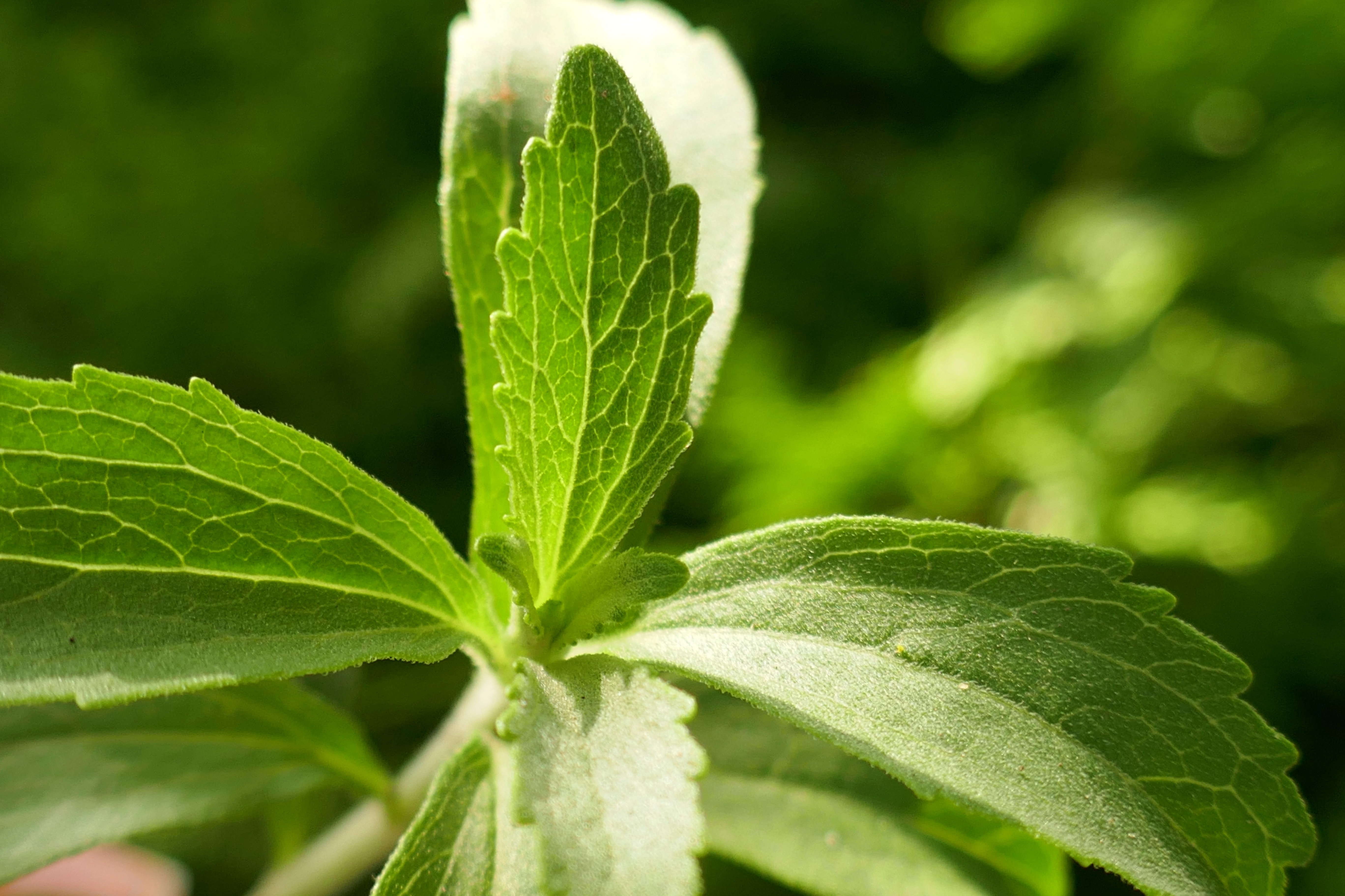 Mane x Arzeda Tackle Sugar Reduction with AI-Engineered Reb M ...